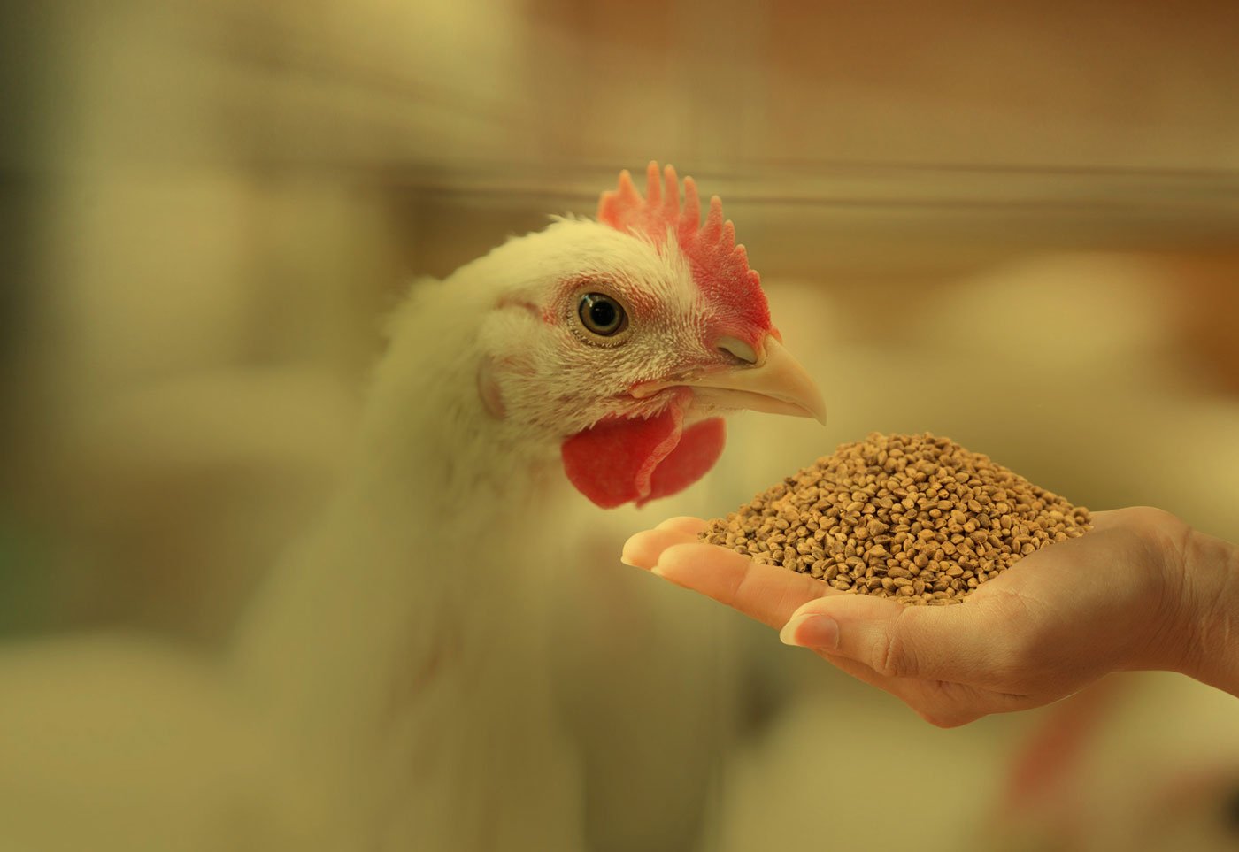 Union Minister Smriti Irani inaugurates IB Group's Rs 160 cr poultry ...